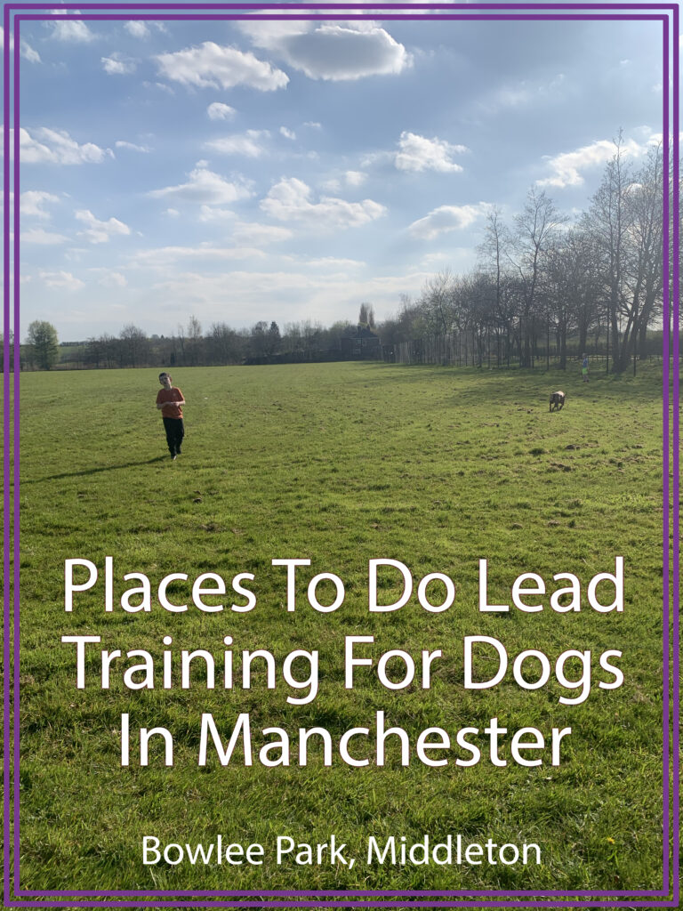 Top 3 Places To Walk Your Mischievous Dog In Manchester - MotherGeek