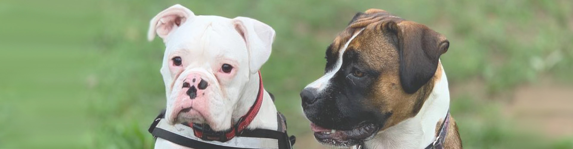 Honest Doggy Update - 6 Months With Boxer Pups - MotherGeek - Find out ...