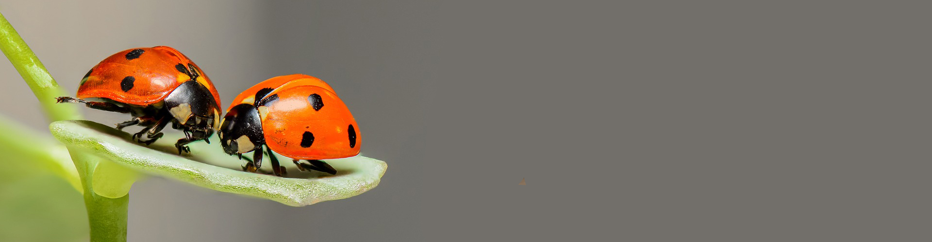 2 Fun Joke Gifts for Grown Ups - MotherGeek