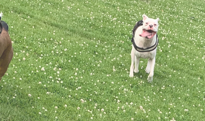 Top 3 Places To Walk Your Mischievous Dog In Manchester - MotherGeek